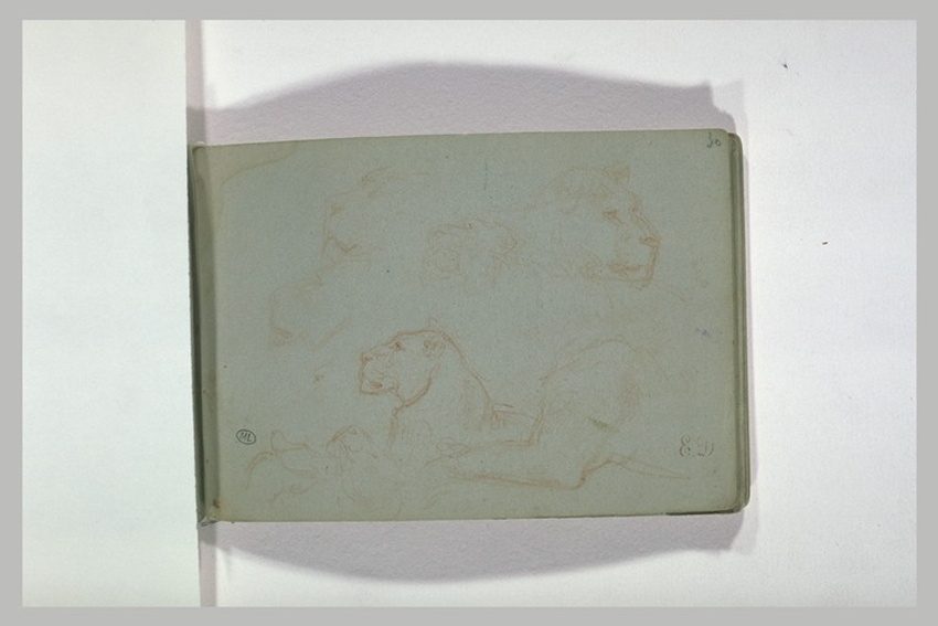 Etudes de fauves - Pierre Andrieu | Musée d'Orsay