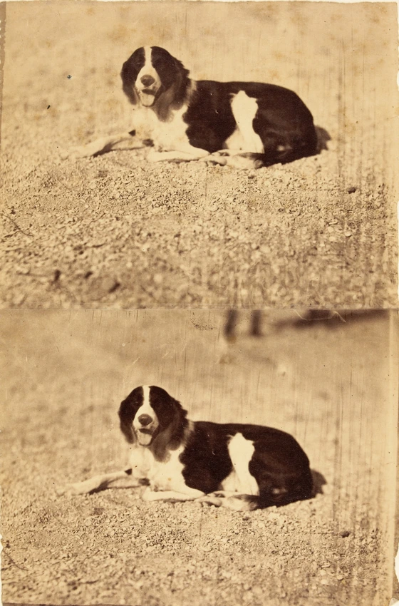 Deux vues d'un chien couché - Edmond Lebel | Musée d'Orsay