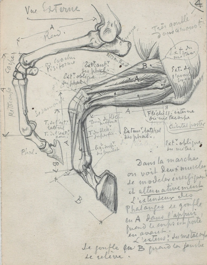 Pattes de cheval - Eugène Grasset | Musée d'Orsay