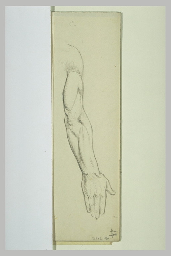 Etude de bras droit - Paul Richer | Musée d'Orsay