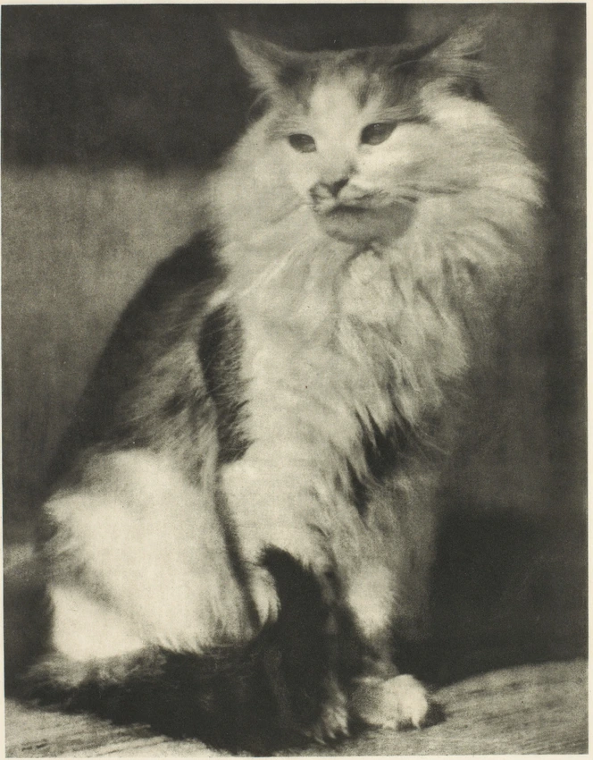 The Cat - Frank Eugene | Musée d'Orsay