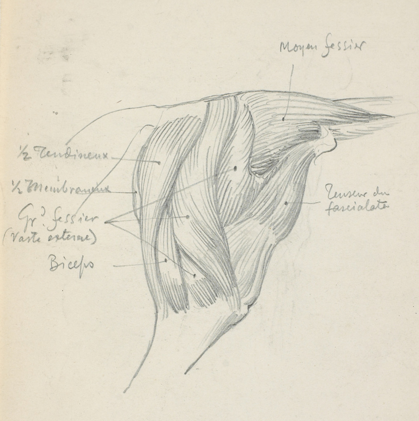 Muscle d'un cheval - Eugène Grasset | Musée d'Orsay