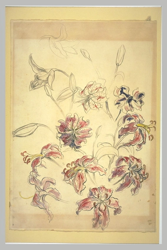 Feuille d'études de lys piquetés de rouge - René Piot | Musée d'Orsay