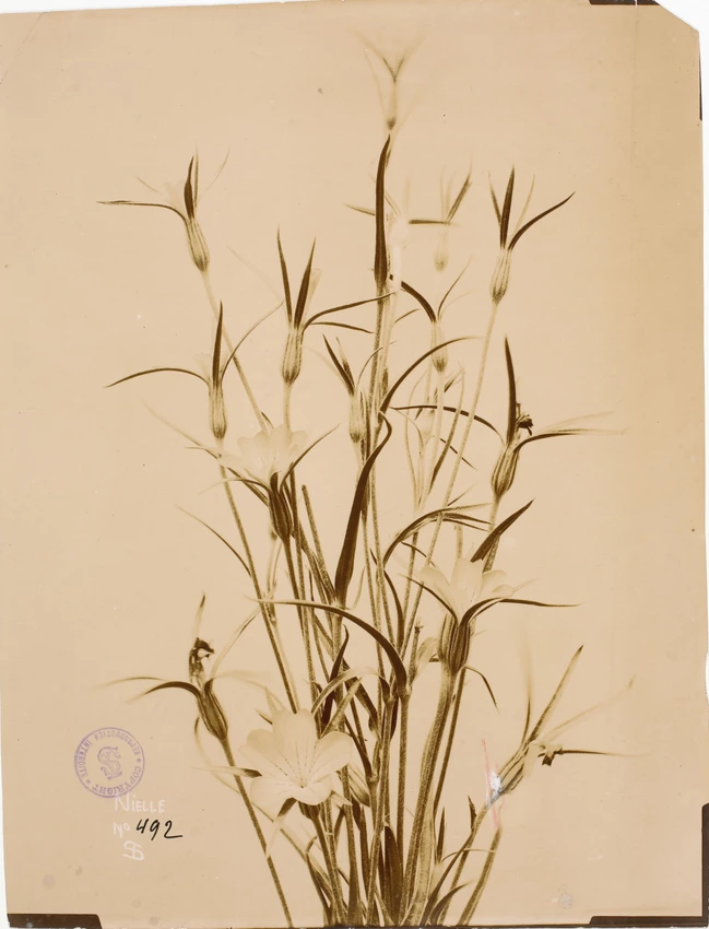 Nielle - L. Ollivier | Musée d'Orsay