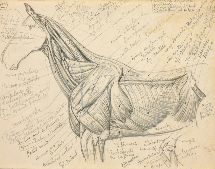 Un cheval - Eugène Grasset | Musée d'Orsay