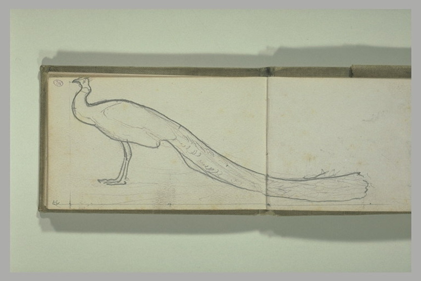 Paon - François Pompon | Musée d'Orsay