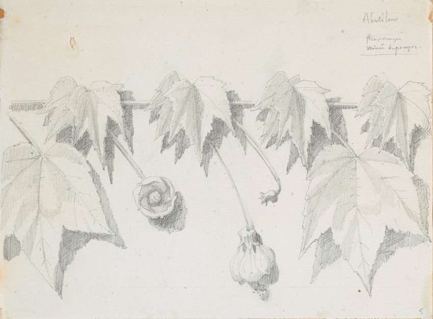 Abutilon - Victor Ruprich-Robert | Musée d'Orsay