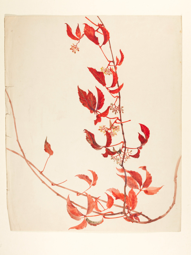 Branches de plante grimpante avec feuilles rouges et baies - Emile ...