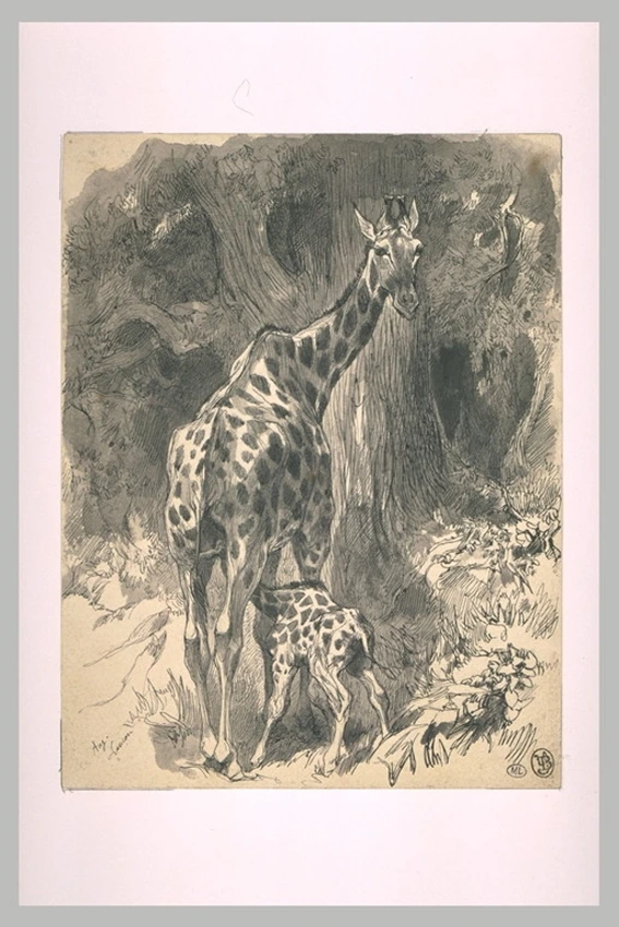 Jeune girafe têtant sa mère dans une forêt - Auguste-André Lançon ...