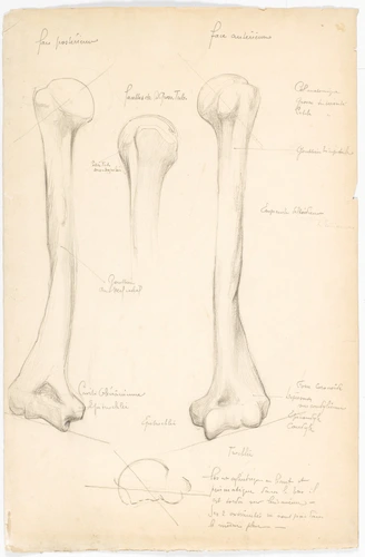Dessins anatomiques de l'humérus gauche, vues dorsale, latérale ...