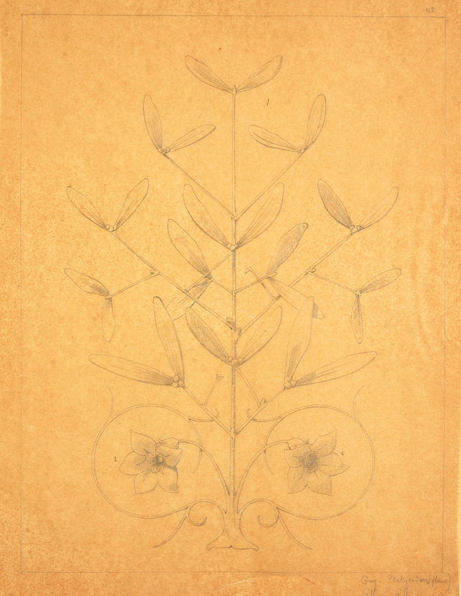 Croquis de Guy Plati Codon (fleur) - Victor Ruprich-Robert | Musée d'Orsay