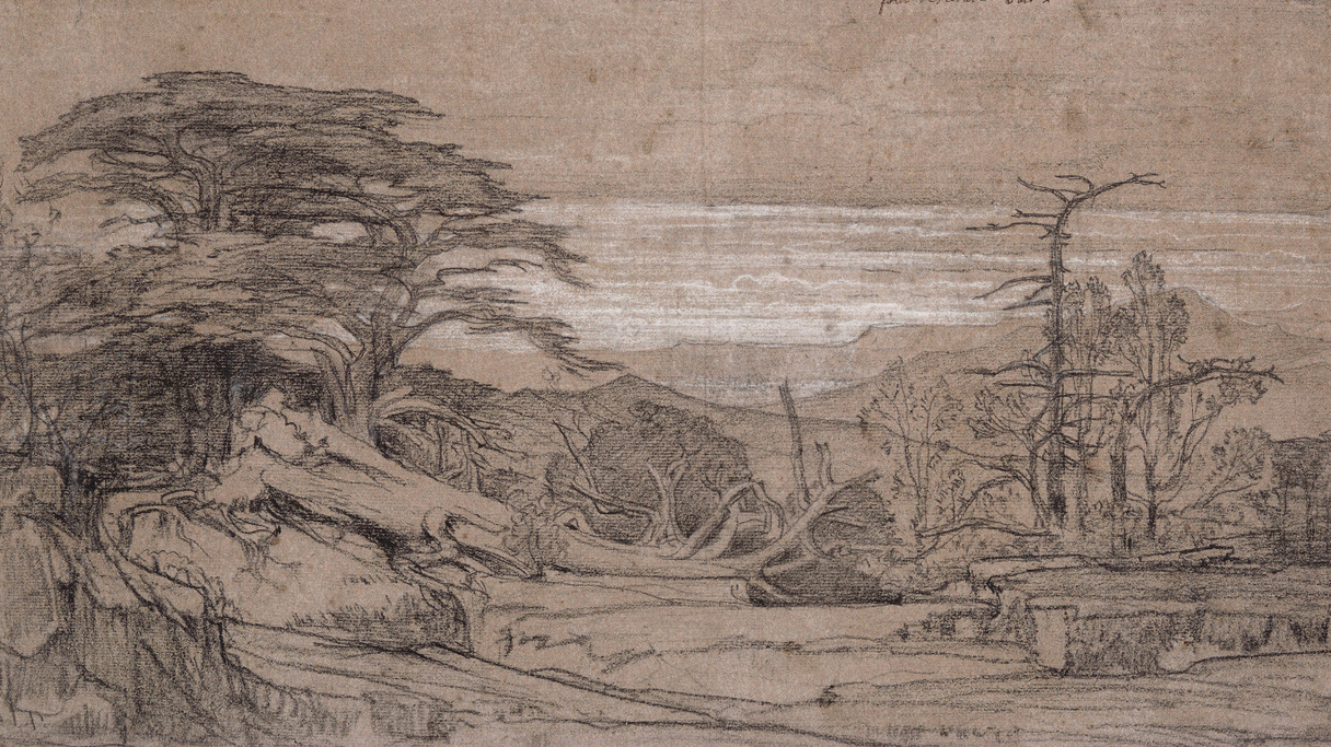 Exposition Le cèdre, « vert diadème » des cimes de Méditerranée | Musée ...