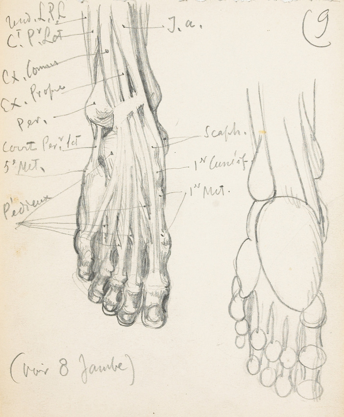 Os du pied et de la jambe de face - Eugène Grasset | Musée d'Orsay