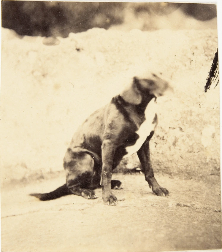 Un chien assis - Edmond Lebel | Musée d'Orsay