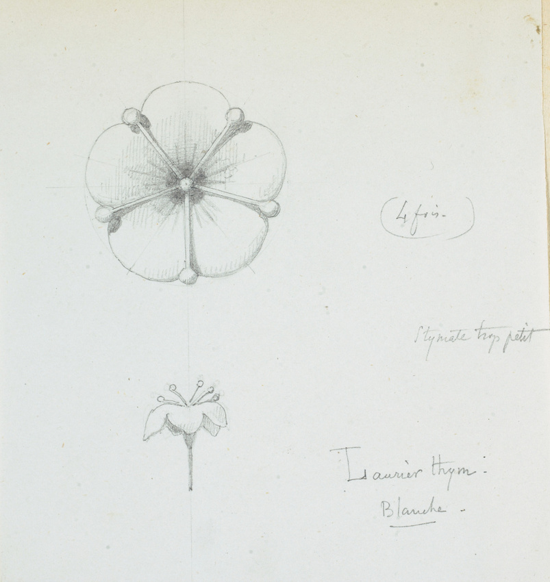 Laurier thym (laurier-tin ?) - Victor Ruprich-Robert | Musée d'Orsay