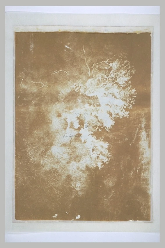 Grand arbre à l'imposante ramure laissant apercevoir sur la gauche la ...