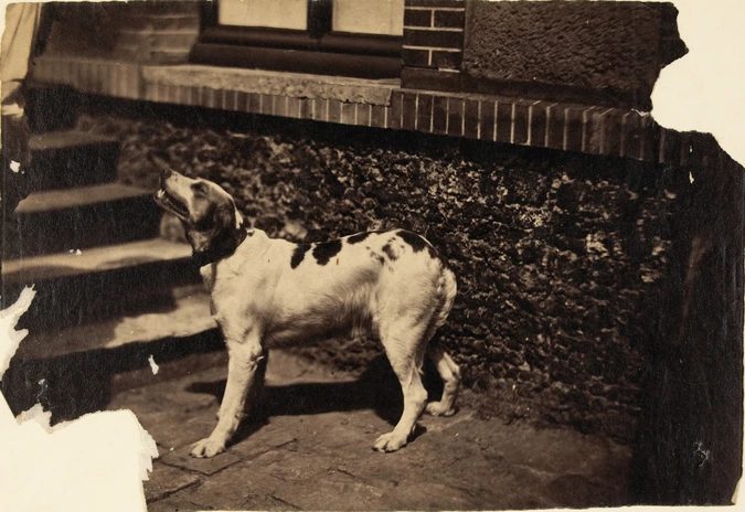 Chien au pied des marches d'une maison - Edmond Lebel | Musée d'Orsay