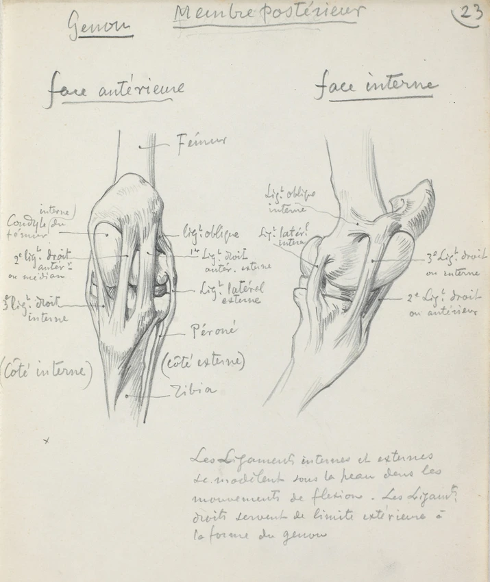 Genou de cheval - Eugène Grasset | Musée d'Orsay