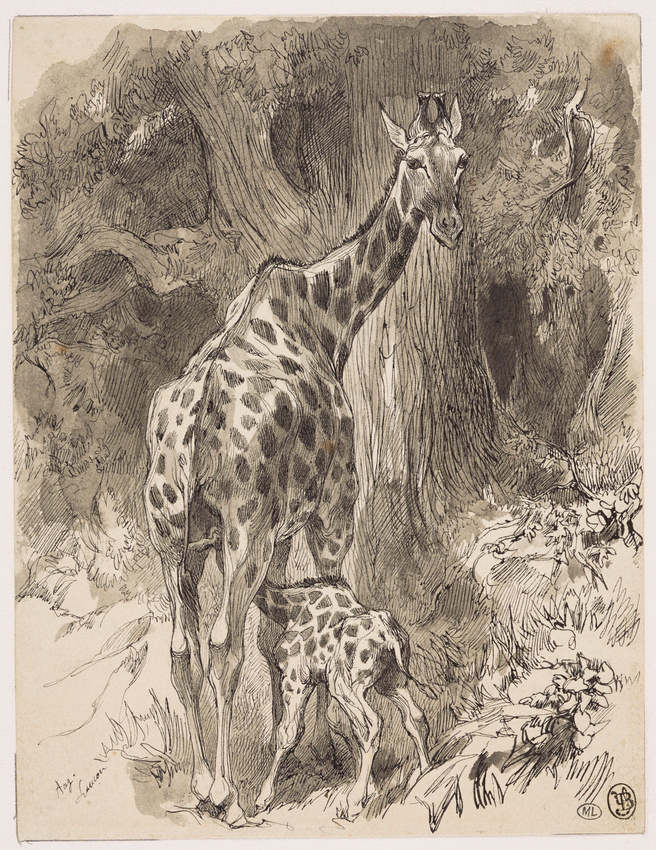 Jeune girafe têtant sa mère dans une forêt - Auguste-André Lançon ...