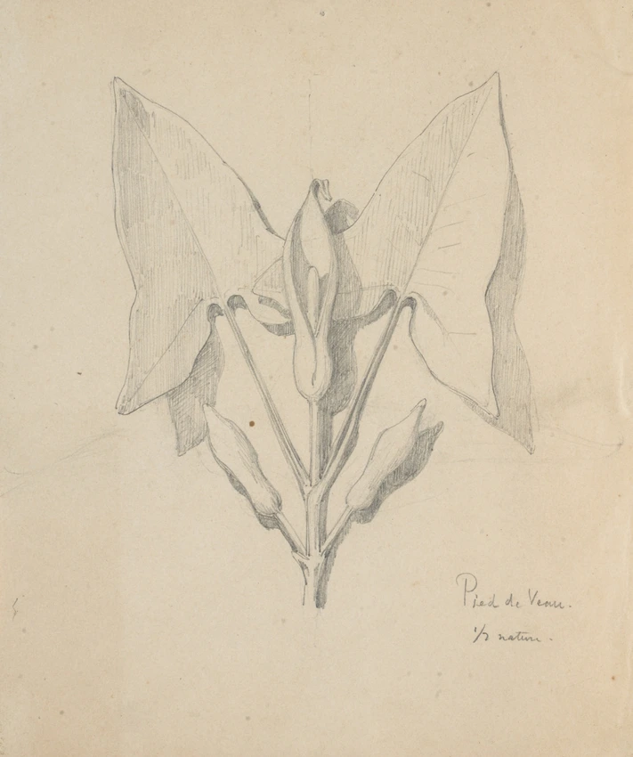 Pied de veau - Victor Ruprich-Robert | Musée d'Orsay