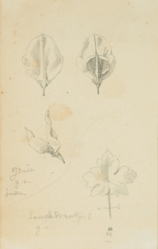 Genêt - Victor Ruprich-Robert | Musée d'Orsay