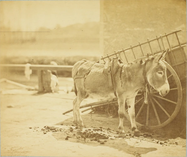 Un âne - Achille Quinet | Musée d'Orsay