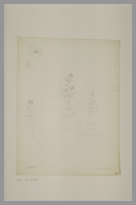 Fleurs - Odilon Redon | Musée d'Orsay