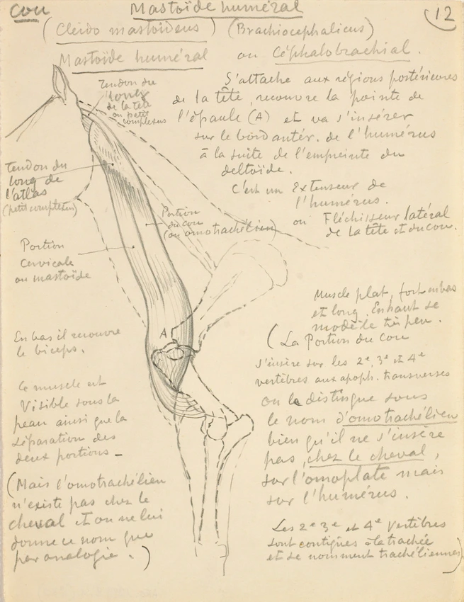Encolure d'un cheval - Eugène Grasset | Musée d'Orsay