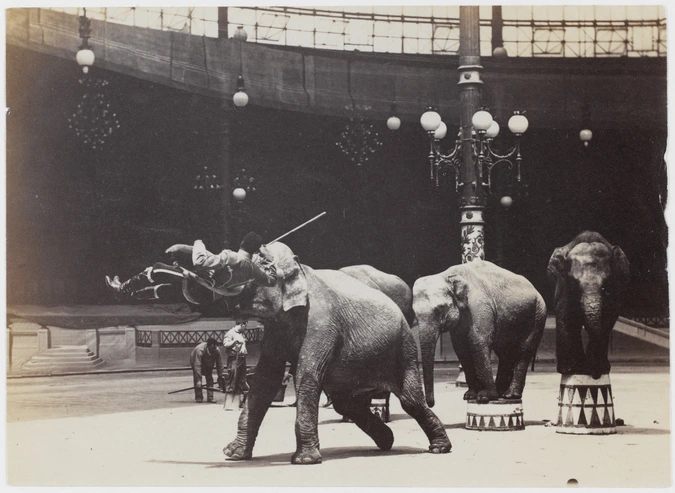 Hippodrome de l'Alma, numéro d'éléphants - Albert Londe | Musée d'Orsay
