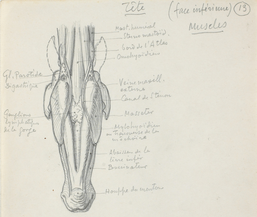 Tête de cheval - Eugène Grasset | Musée d'Orsay