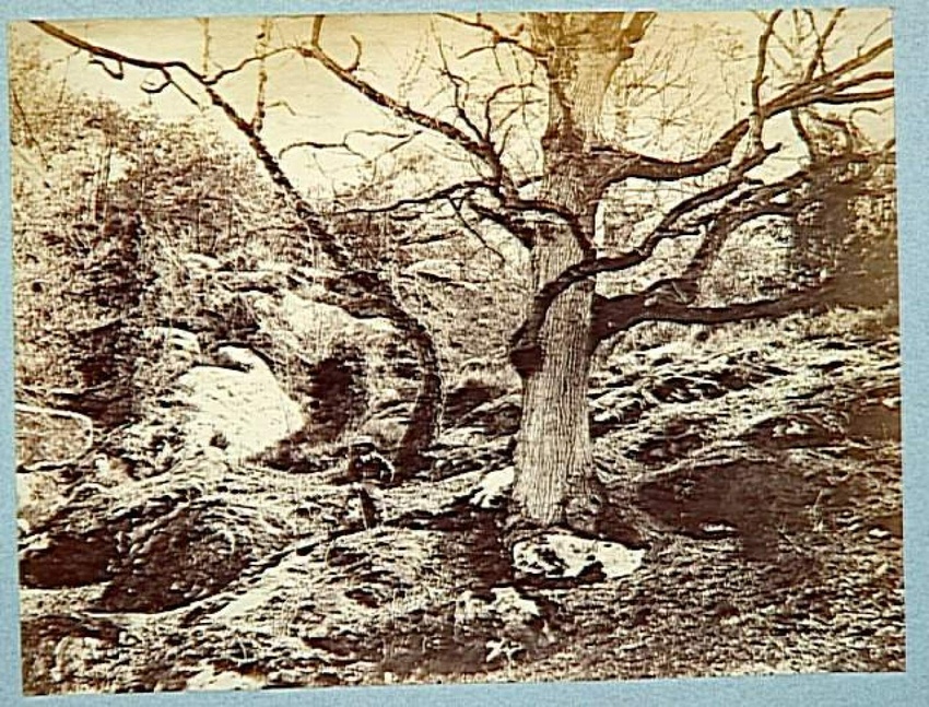 Théophile Chauvel au pied du Raphaël, forêt de Fontainebleau - Anonyme | Musée d'Orsay