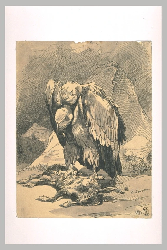 Vautour penché sur la dépouille d'un lièvre dans un paysage rocheux ...