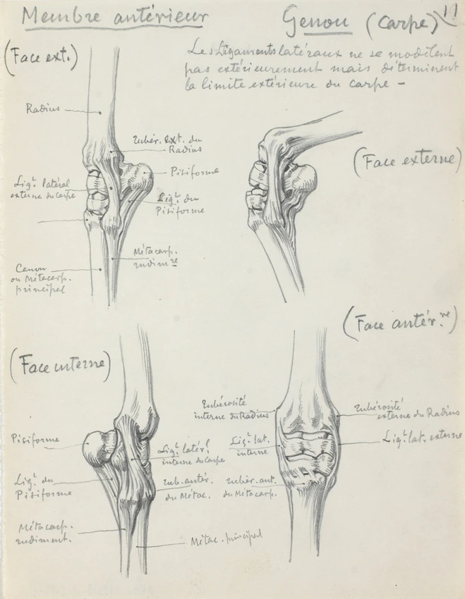 Os de cheval - Eugène Grasset | Musée d'Orsay