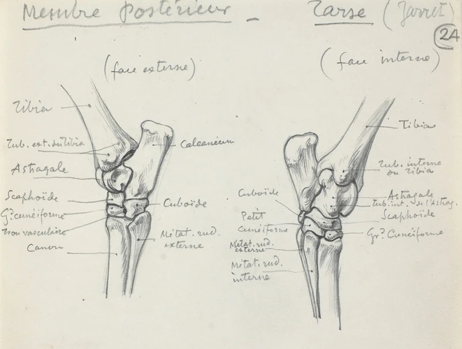 Os de cheval - Eugène Grasset | Musée d'Orsay