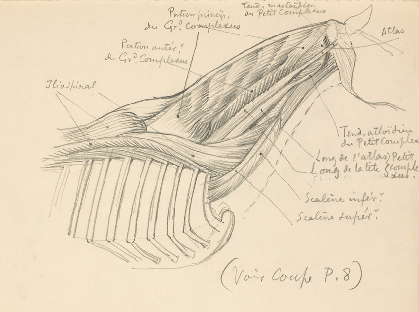 Un cheval - Eugène Grasset | Musée d'Orsay