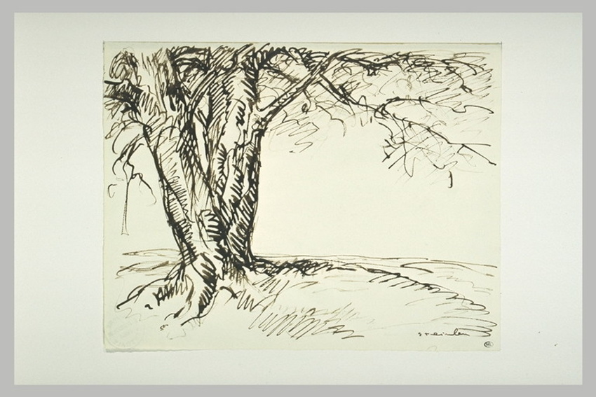 Arbre au tronc dédoublé - Théophile Alexandre Steinlen | Musée d'Orsay