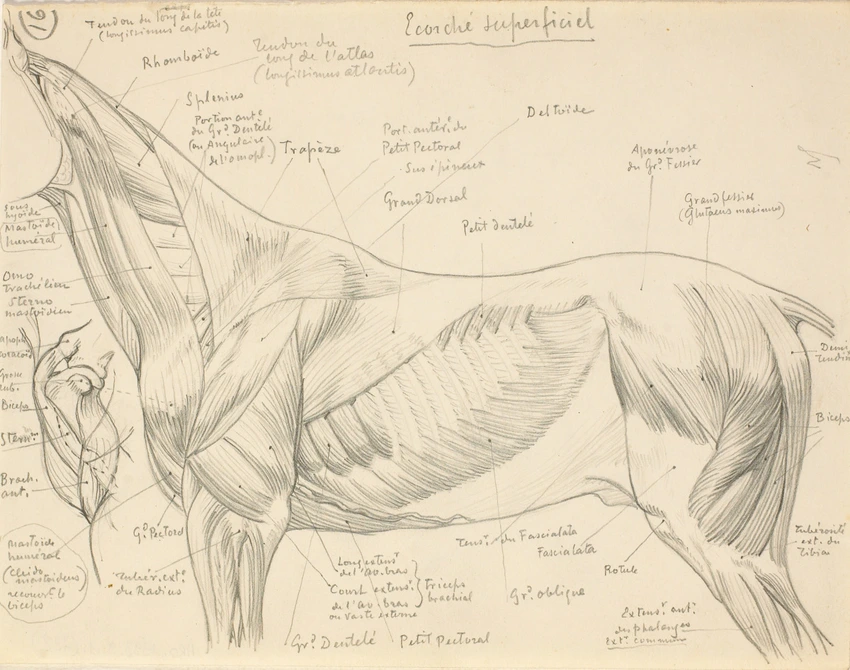 Un cheval - Eugène Grasset | Musée d'Orsay
