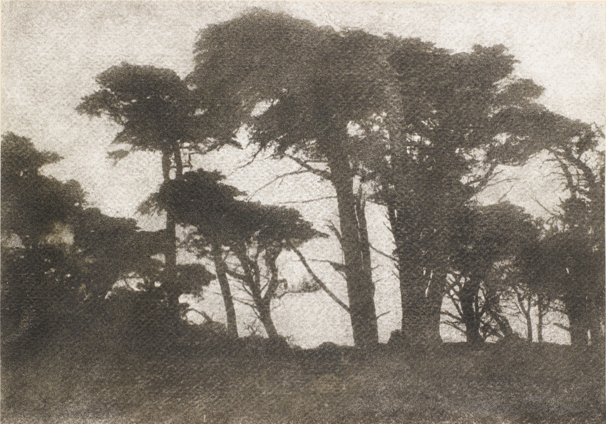 Cypress Trees - Alice Burr | Musée d'Orsay