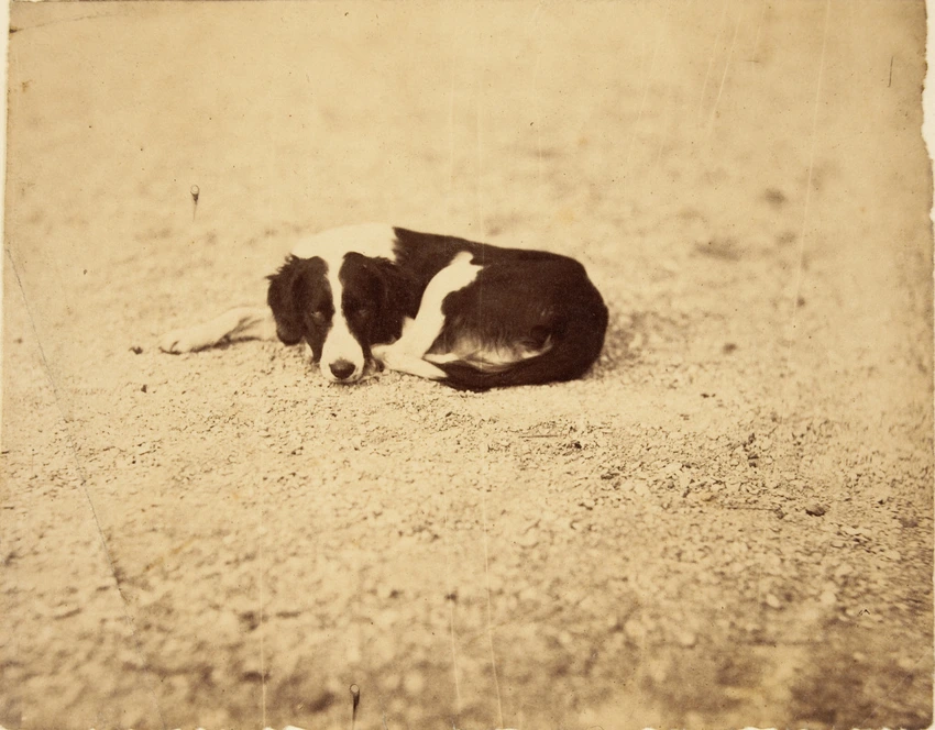 Un chien couché - Edmond Lebel | Musée d'Orsay