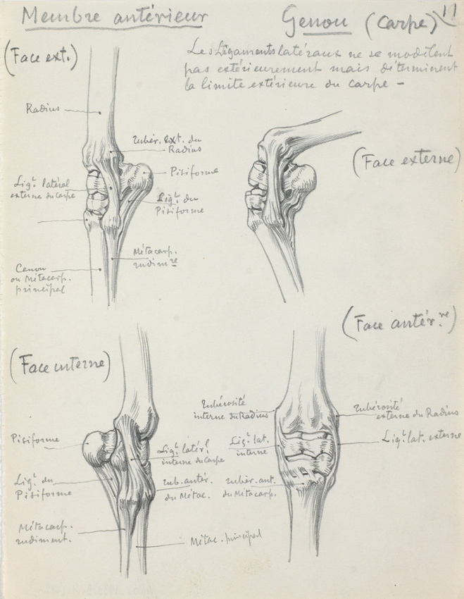Os de cheval - Eugène Grasset | Musée d'Orsay