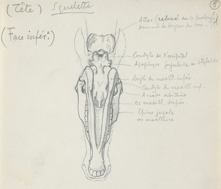 Tête de cheval - Eugène Grasset | Musée d'Orsay
