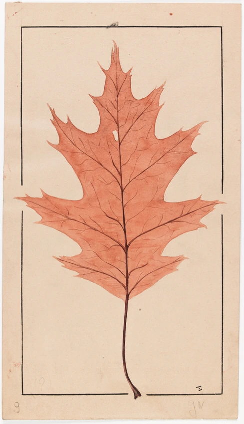 Chêne rouge d'Amérique - Emile Gallé | Musée d'Orsay