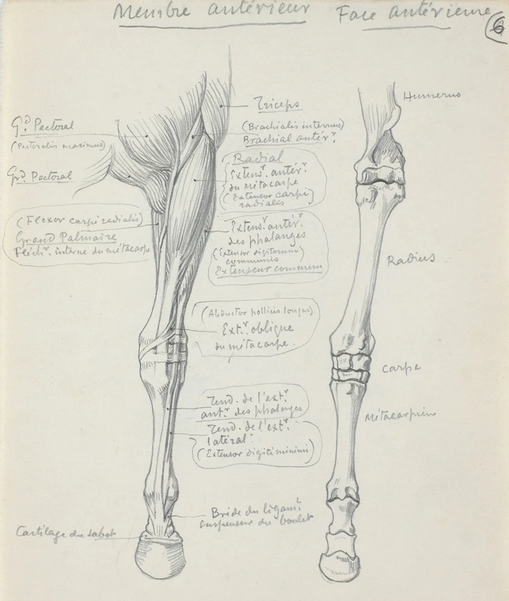 Patte de cheval - Eugène Grasset | Musée d'Orsay