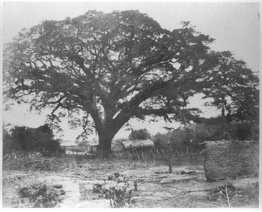 L'Arbre de Humboldt (Zamang del Guayre) - Pal Rosti | Musée d'Orsay