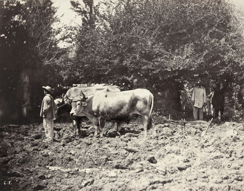 Laboureur et attelage de boeufs - Constant-Alexandre Famin | Musée d'Orsay