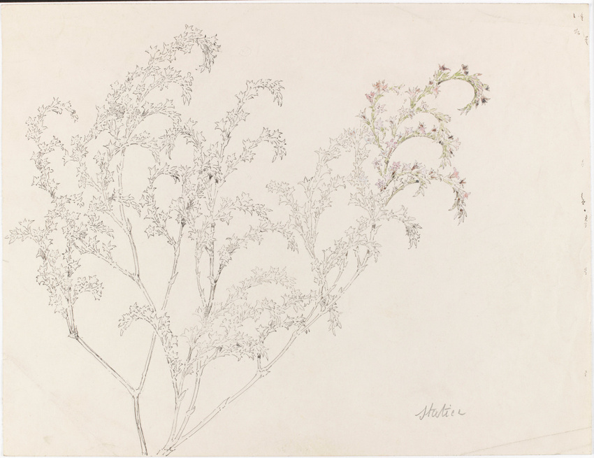 Statice - Emile Gallé | Musée d'Orsay