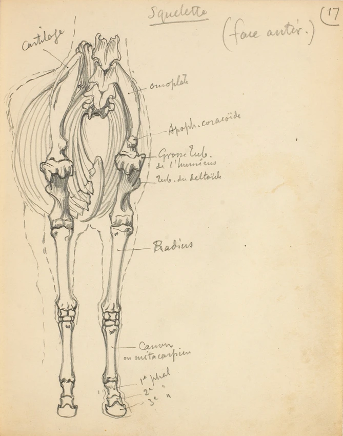 Squelette de cheval - Eugène Grasset | Musée d'Orsay