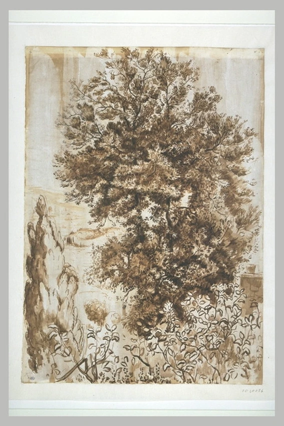 Grand arbre à l'imposante ramure laissant apercevoir sur la gauche la ...