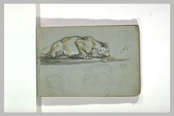 Etudes de fauves - Pierre Andrieu | Musée d'Orsay