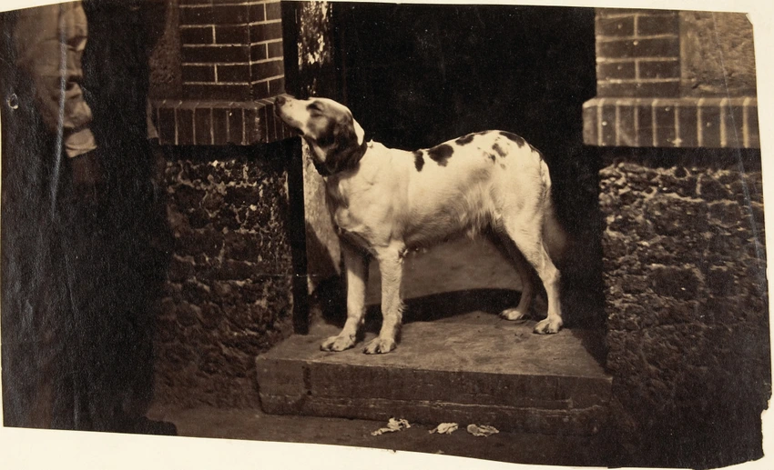 Chien sur le seuil d'une porte - Edmond Lebel | Musée d'Orsay